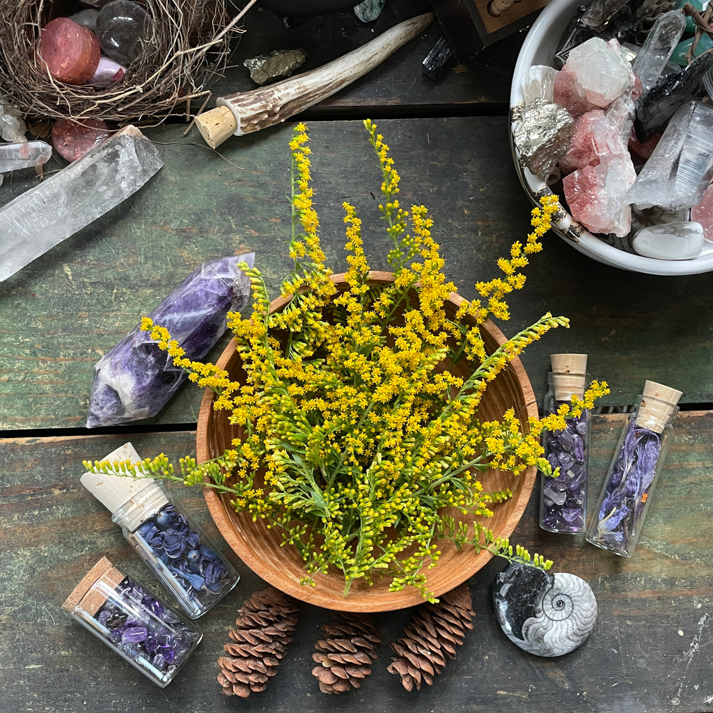 Goldenrod // Seasonal Allergies and UTI Support – Cattail Apothecary